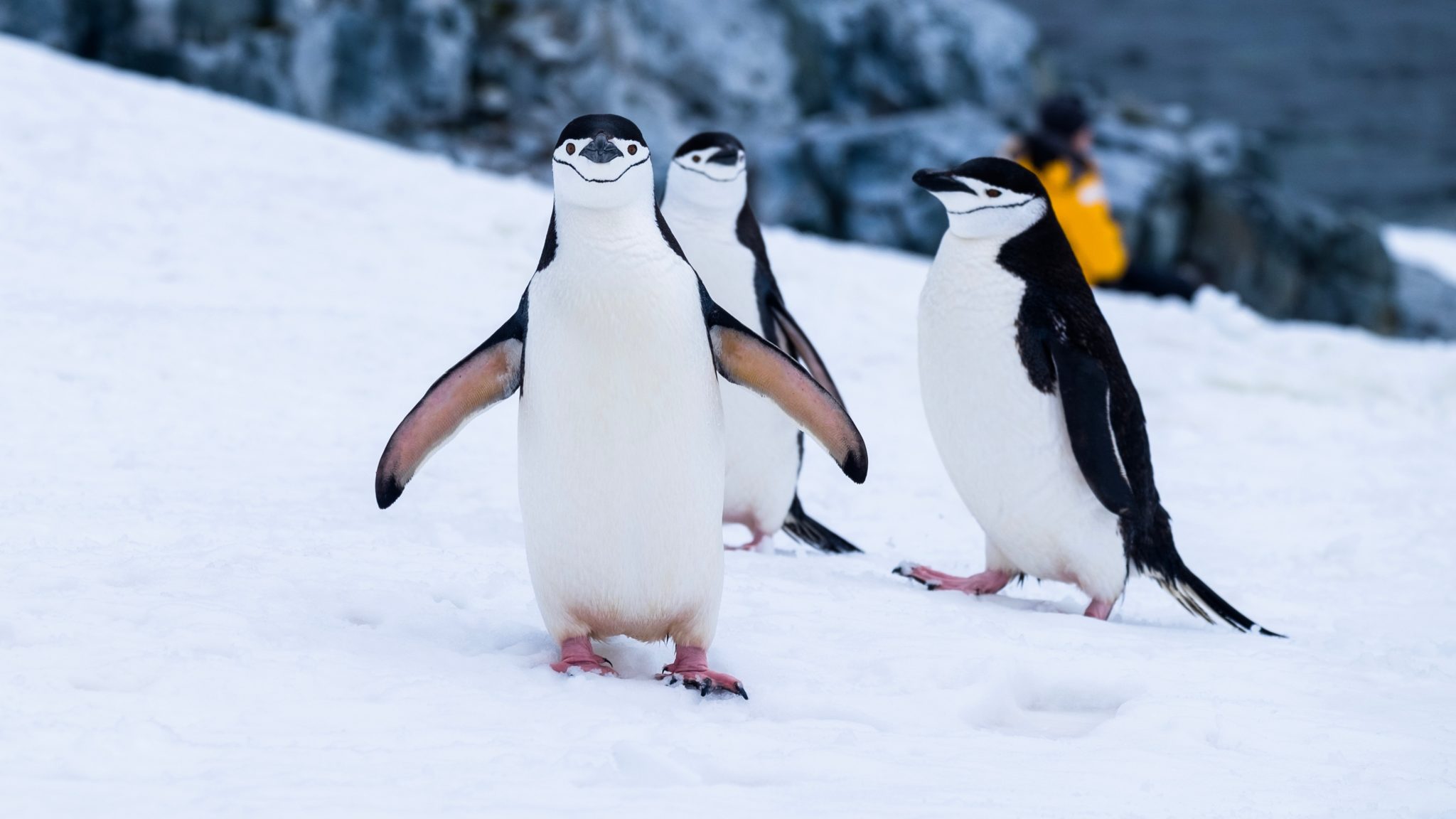 The science behind Penguin Poop | Web Gangsta - Web Watch